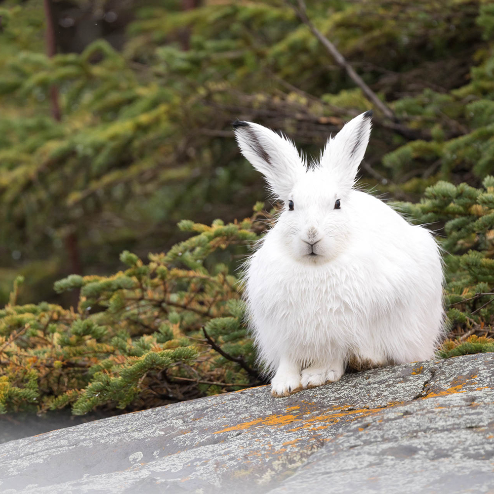 Arctic Tundra Hare