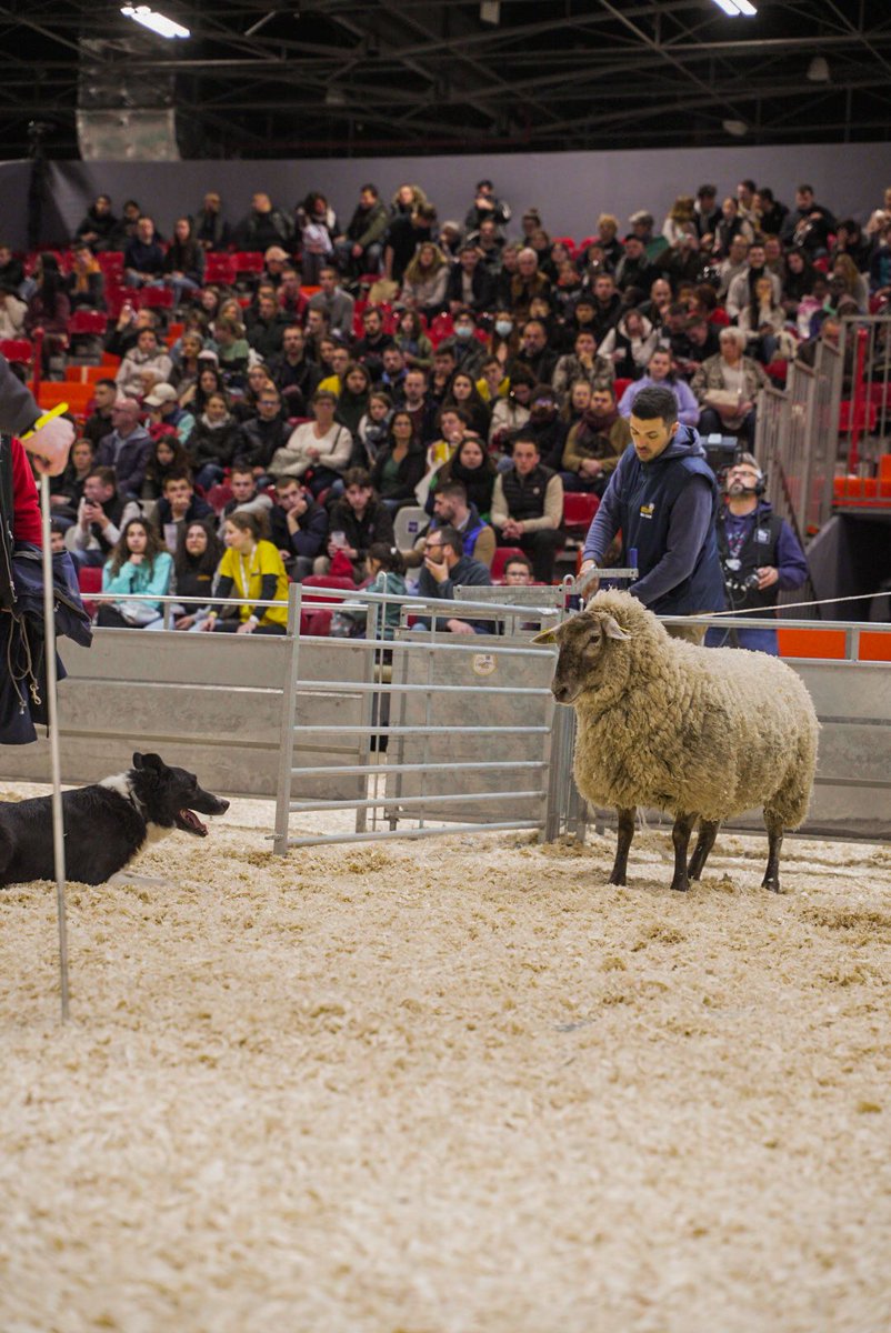 Concours Agricole on Twitter: "🐑 Rendez-vous sur Youtube 👉 https://youtube.com/watch?v=tsRce ...