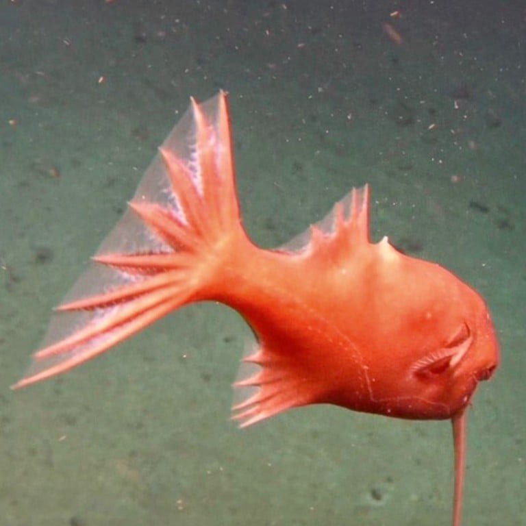 HulloThere on Twitter: "Gorgeous bright red Gigantactis observed in the Kermadec trench - while ...
