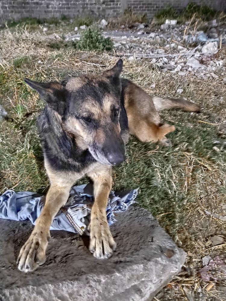 Alina's Threads – Thread Reader App