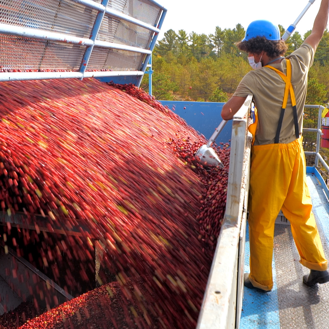 How Ocean Spray farmers produce enough cranberries for the Thanksgiving ...