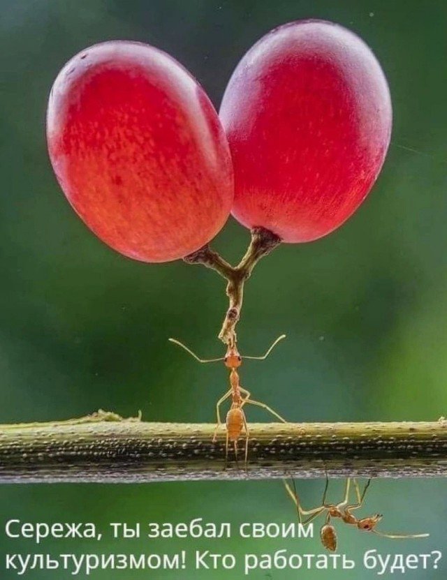 Yaplakal.com on Twitter: "Нуштош 36 картинок: https://yaplakal.com/forum2/topic2579365.html…"