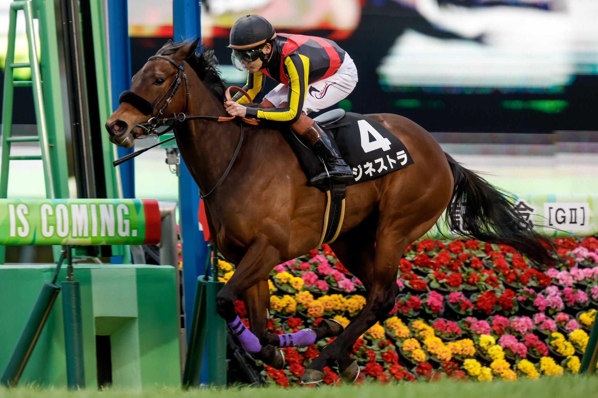 netkeiba on Twitter: "【土曜中山11R 幕張S(4歳上3勝)】 #ジネストラ #三浦皇成 父ロードカナロア 母ハッピーパス 父キングカメハメハの兄姉コディーノ、チェッキー ...