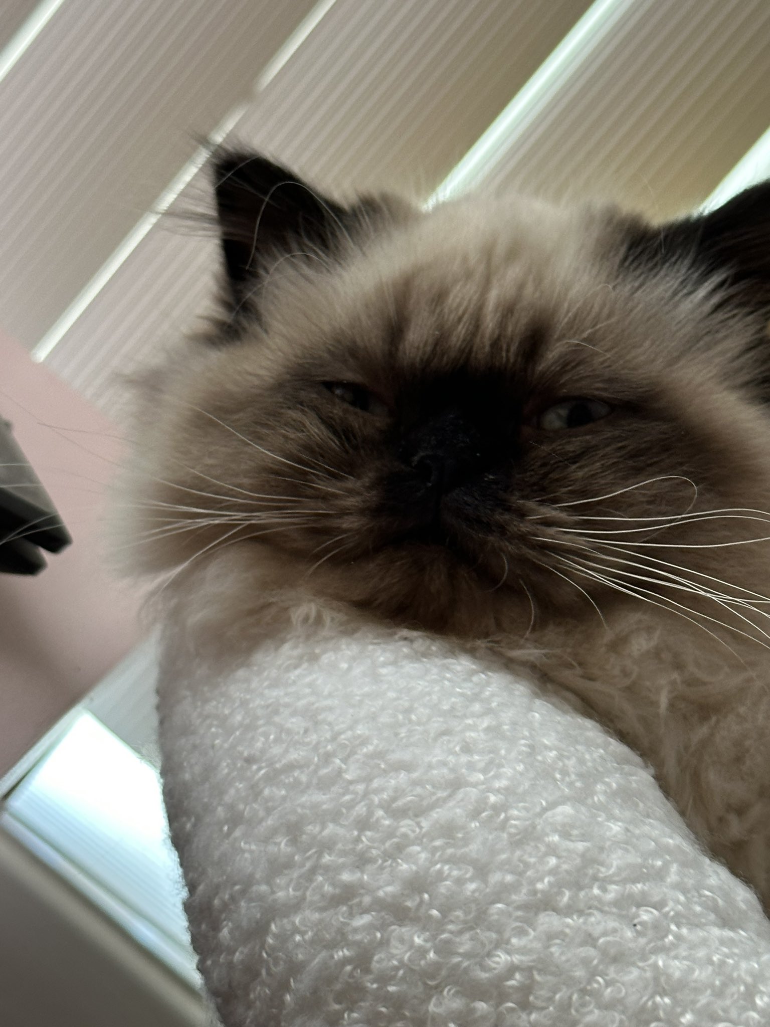 Liquid | Riddles on Twitter: "@AaronFGC Nah I agree tbh https://t.co/lWSYK9pnic" / Twitter