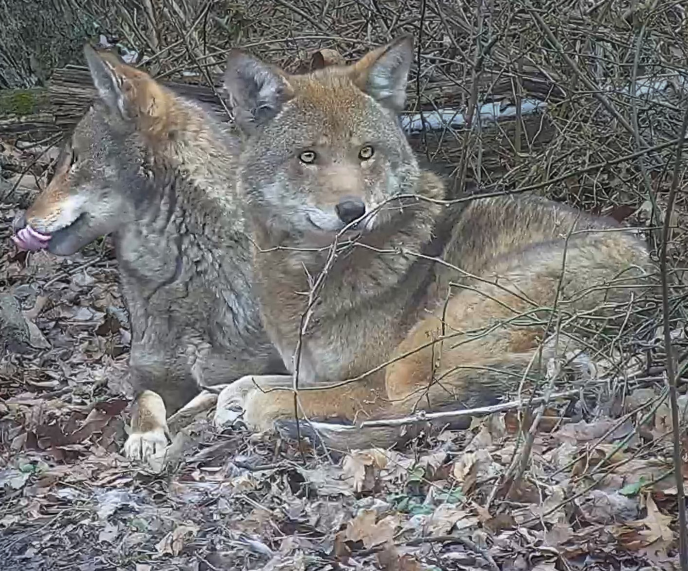 Red Wolf Pair