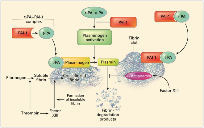 Nattokinase, an anti-clotting, spike protein and fibrin-dissolving ...