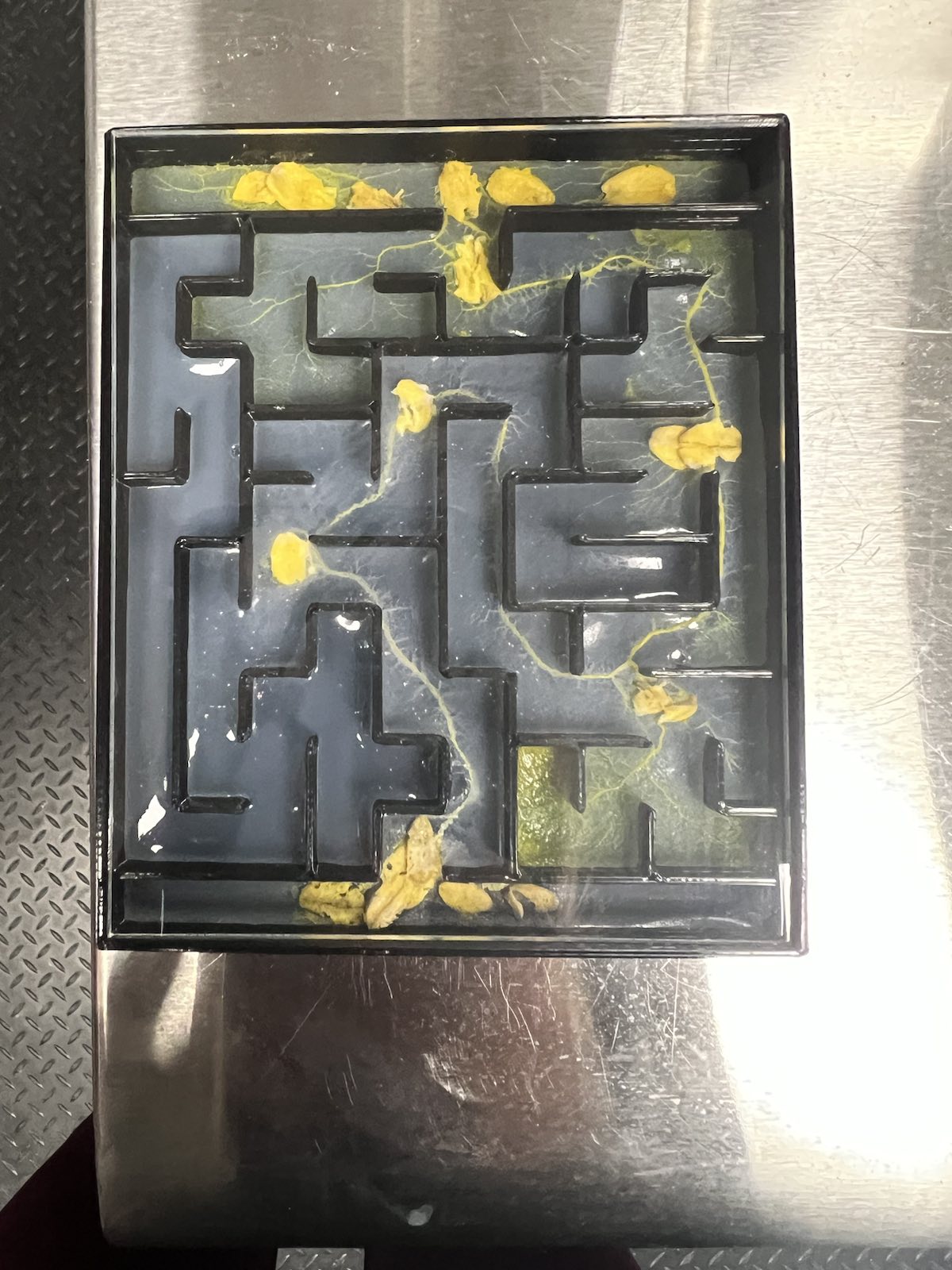 Slime Mold Maze