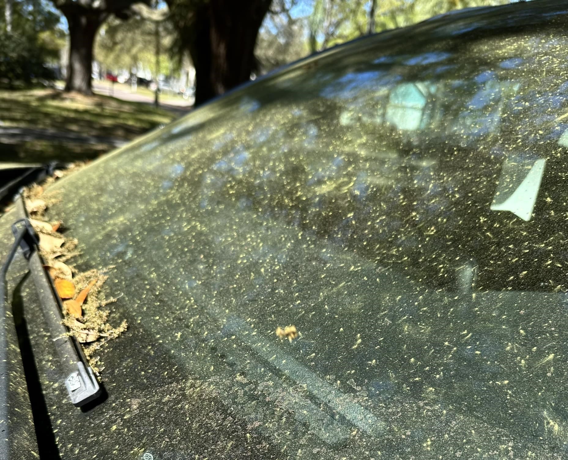 Tree Pollen On Car