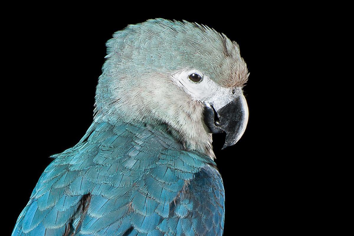 Federación FAUNA on Twitter: "RT @Paco_Glez_: Cyanopsitta spixii, guacamayo azul, extinto en ...
