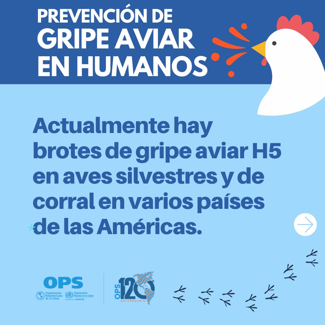 OPS/OMS Perú on Twitter: "🔸 Gripe aviar Esto es lo que debes saber sobre cómo protegerte a ti y ...
