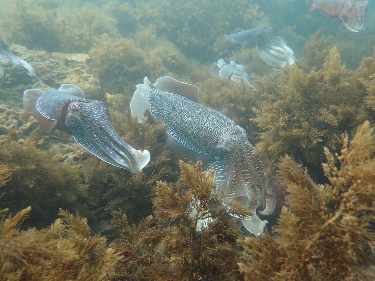 This was taken in the Cuttlefish Coast Sanctuary Zone in SA - the ...