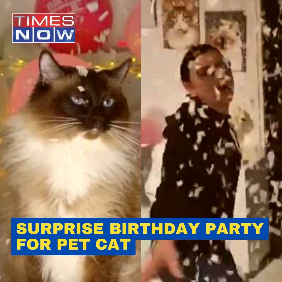 Angry Cat Meme Birthday