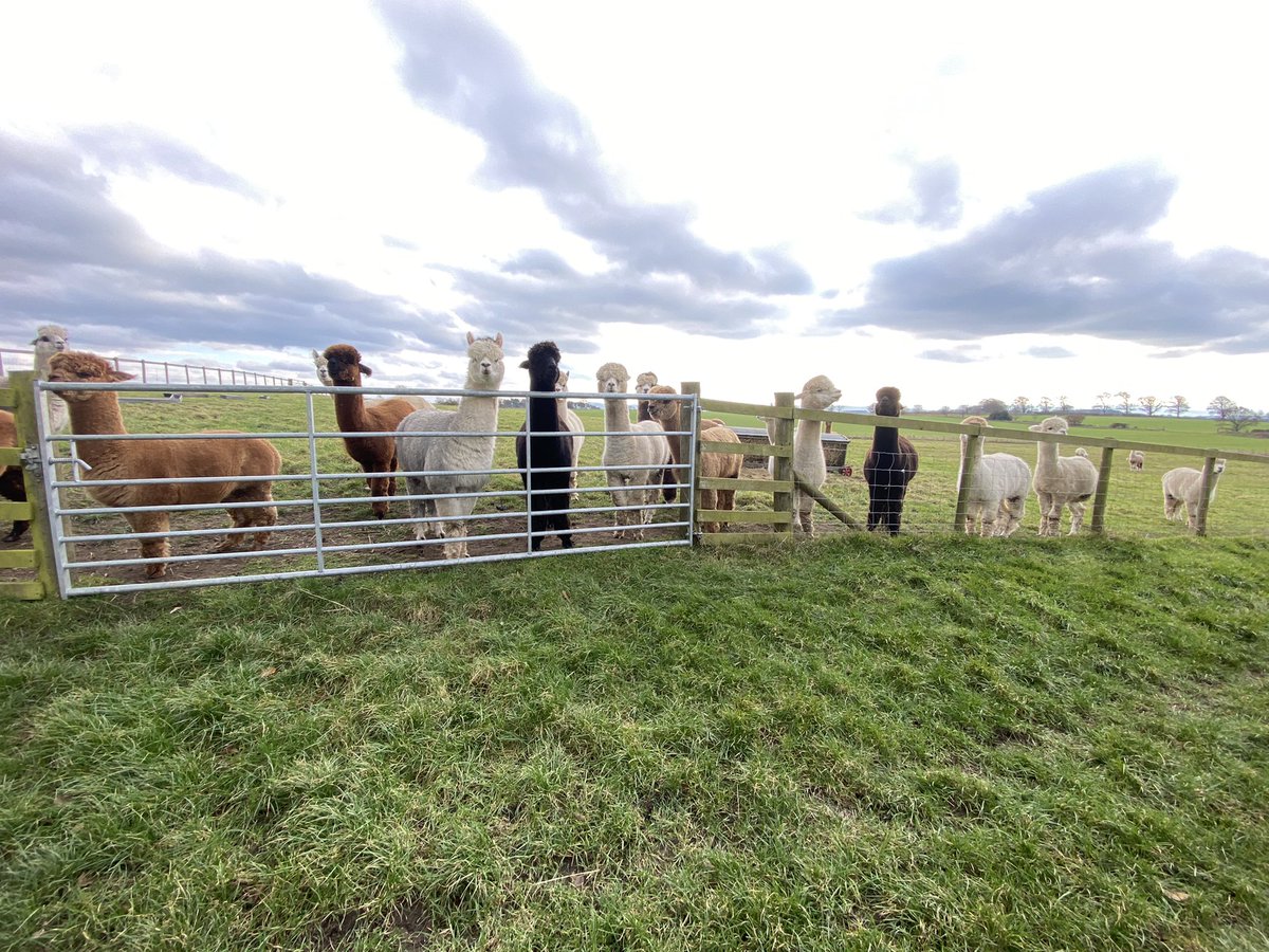 Abbie on Twitter: "RT @BarnacreAlpacas: Hey boys it’s our episode of the Farmers Country ...