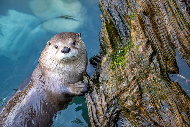Woodland Park Zoo on Twitter: "#WednesdayWisdom haiku style: Otter water dance. Spinning ...