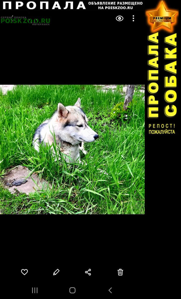 Наталья Калуцких on Twitter: "RT @poiskzoo: !!! ПРОПАЛА СОБАКА КОБЕЛЬ САМАРА - PREMIUM ...