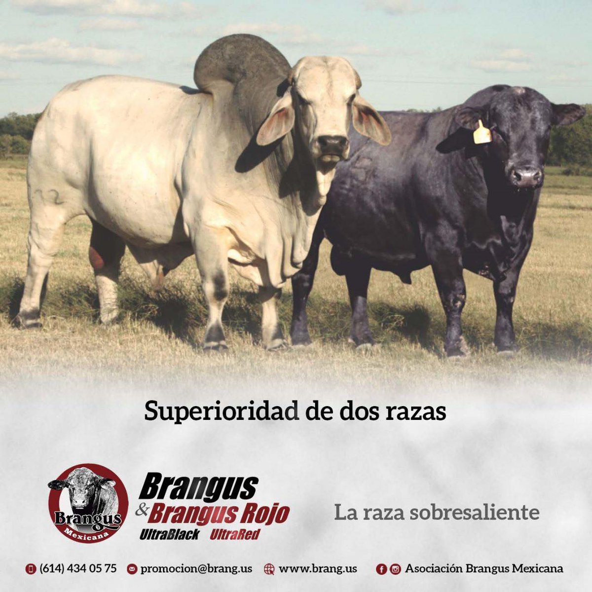Ganadería y Agricultura on Twitter: "La raza Brangus tiene la inmejorable combinación de la ...