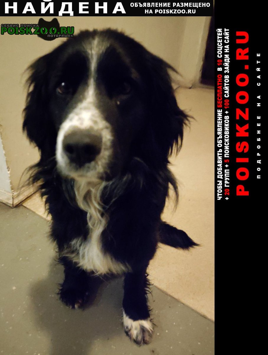 POISKZOO.RU™ on Twitter: "Найдена собака кобель метис спаниеля мальчик черный Химки Подробнее по ...