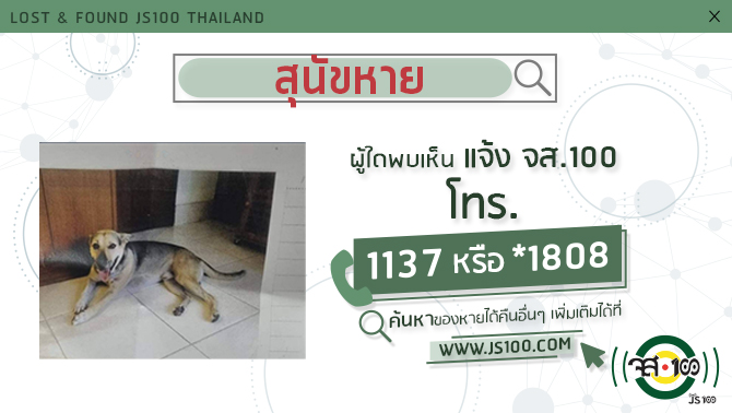 JS100Radio on Twitter: "สุนัขหายจากซอยสุขุมวิท 62 เขตพระโขนง ผู้ใดพบเห็นแจ้ง JS100 โทร *1808 ...
