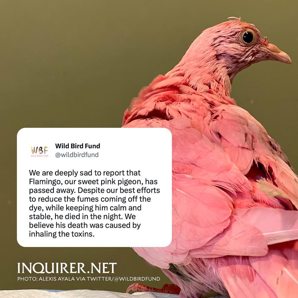Inquirer on Twitter: "'REST IN PEACE, SWEETBIRD' 🤍 LOOK: Wild Bird Fund, a wildlife ...
