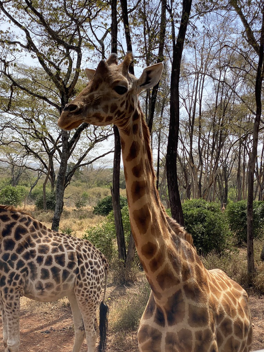 Budget Things you can do this weekend. 1. I didn't know Giraffe Center Revamped! It looks so ...