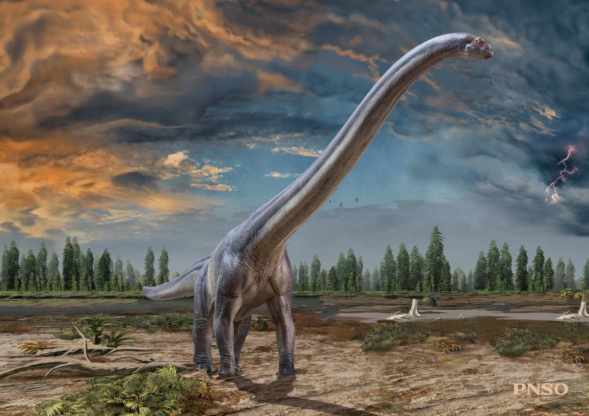 PNSO on Twitter: "PNSO 1:45 Sci-art Model: Er-ma the Mamenchisaurus #pnso #dinosaurs"