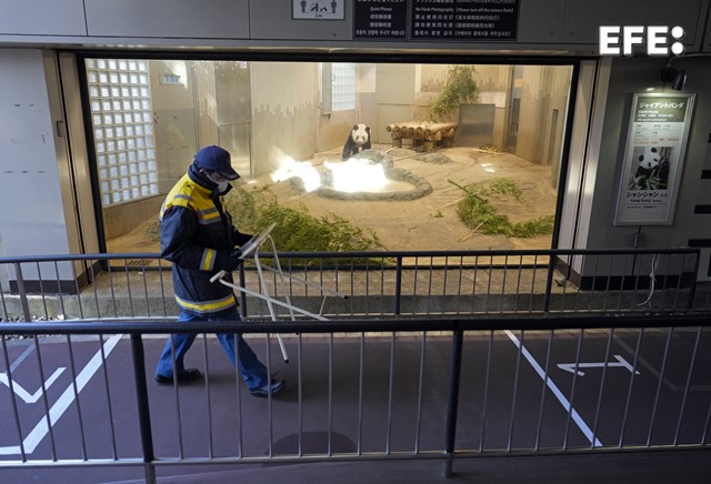 Miles de japoneses se despiden de la osa panda Xiang Xiang en el zoo de ... Miles de japoneses se despiden de la osa panda Xiang Xiang en el zoo de ...