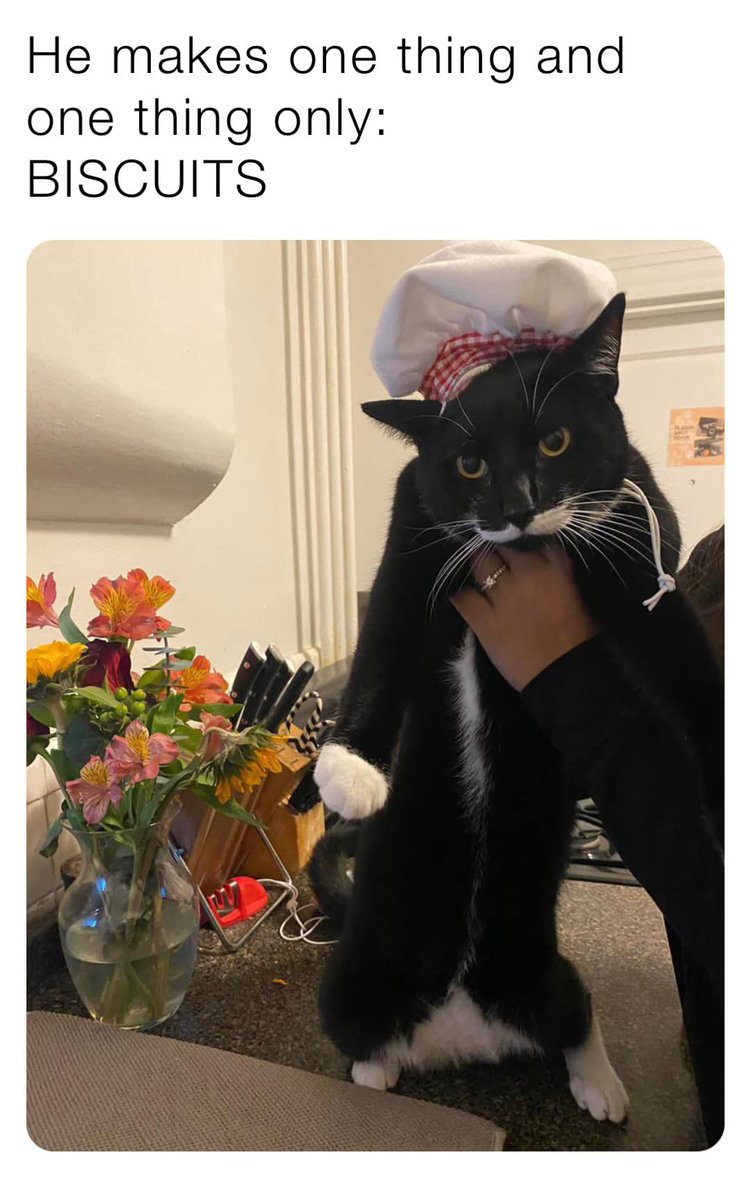 cats who share one braincell @catbraincell