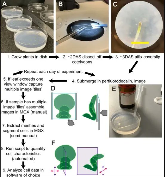 Nature Plants on Twitter: "RT @sci_plant: An optimized pipeline for live imaging whole ...