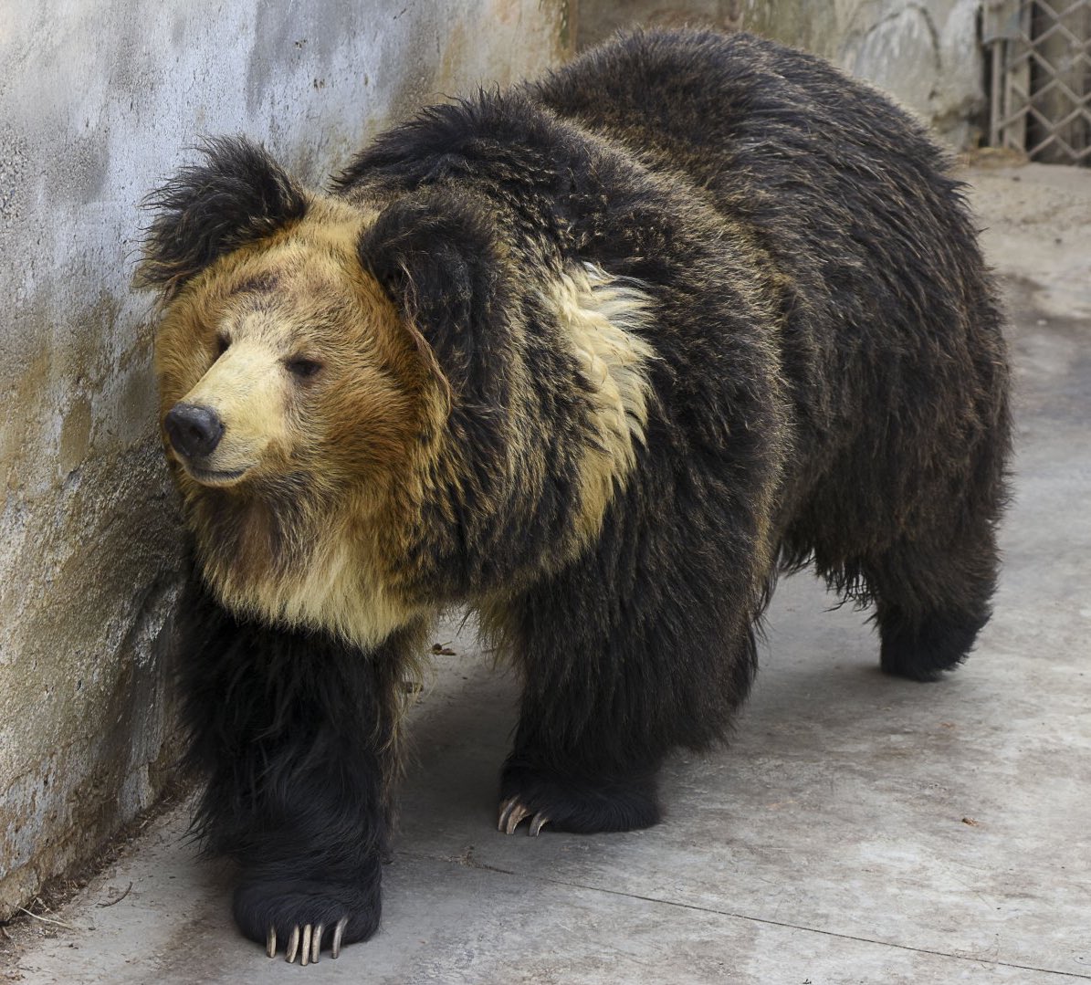 🧸bears! on Twitter: "Today’s bear is the Tibetan blue bear! They are a subspecies of brown bear ...