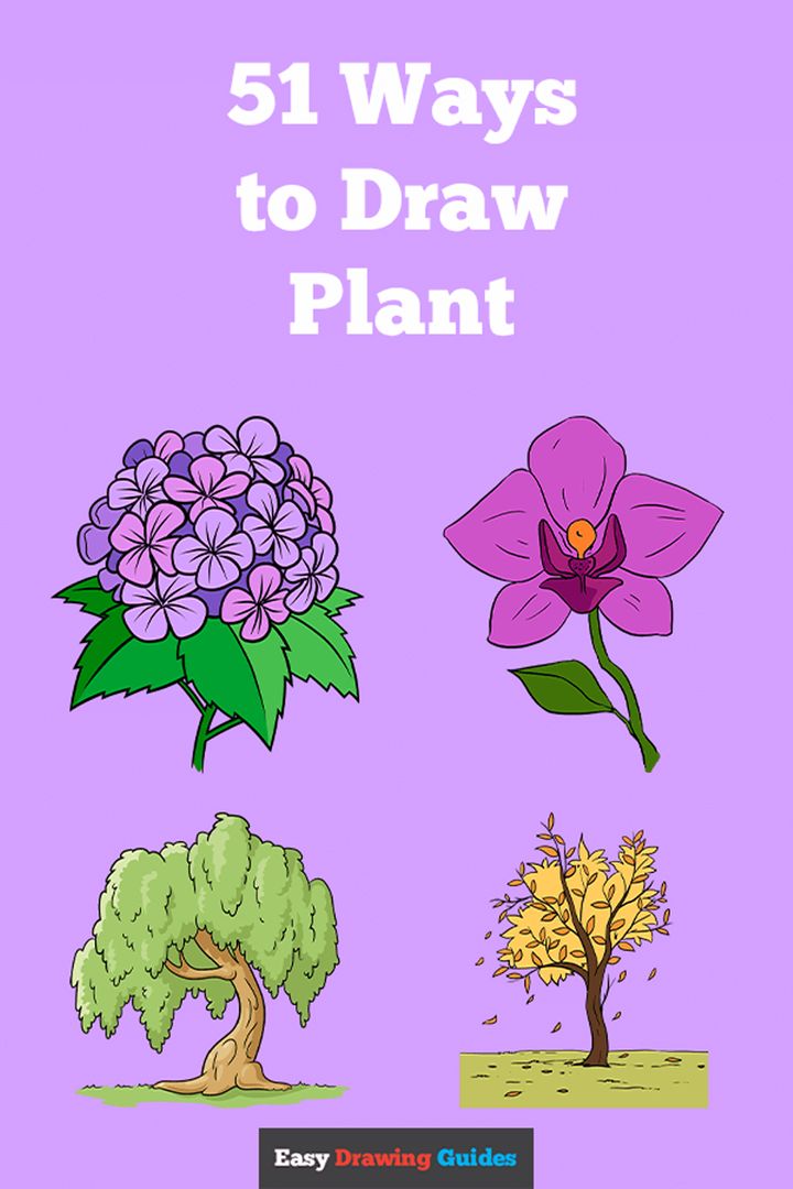Easy Plant Drawings