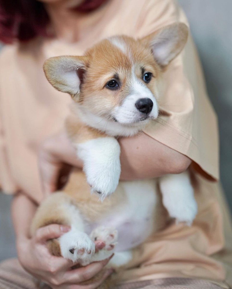 corgi lovers hub on Twitter: "Rate This Cuteness 10-100?? #thursdaymorning #PBPitch #corgi # ...