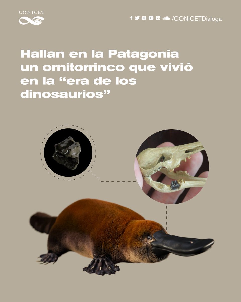 Julieta Bronowiski 🇦🇷💙🤍💙 on Twitter: "RT @CONICETDialoga: 🔵Un equipo de ...