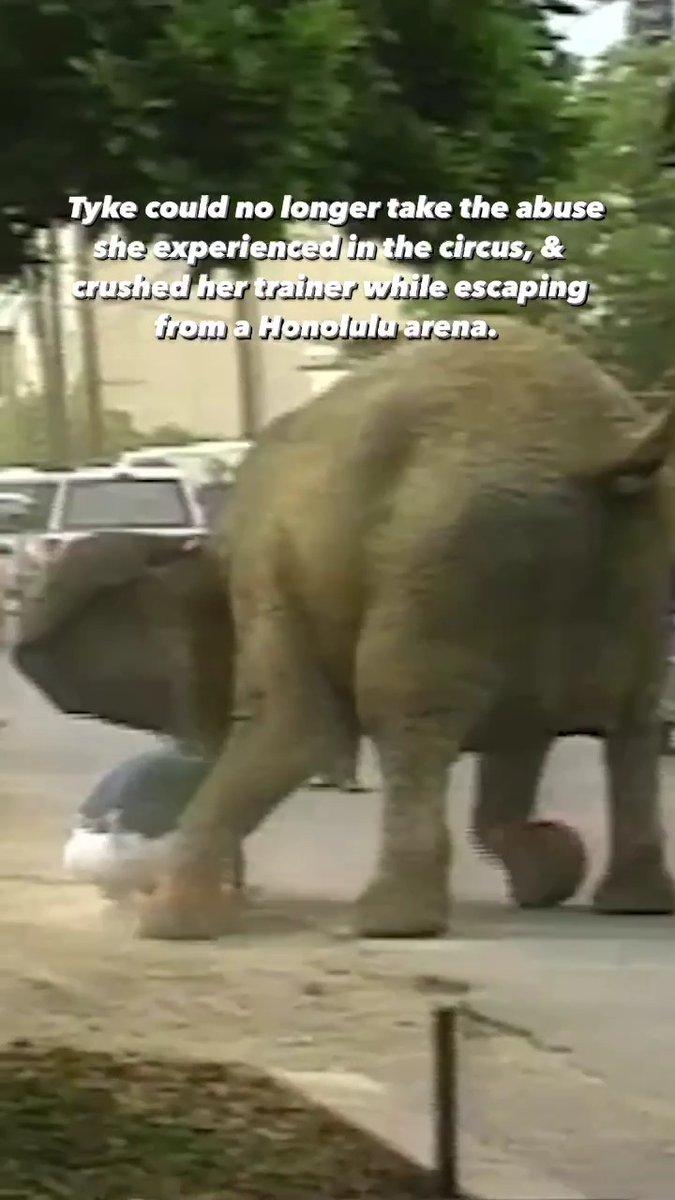 Elephant Story Memes The Elephant And The Tailor | Story.com