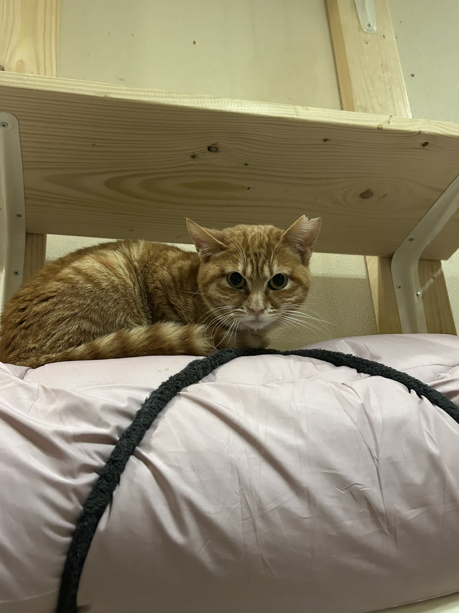 hinatabocco.k on Twitter: "おはようございます😸 https://t.co/bHmzbnnuiB" / Twitter