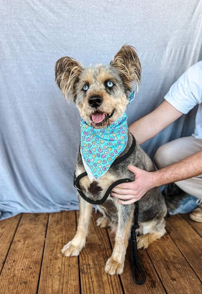 Anita on Twitter: "RT @HoundsInPounds: One look at those baby blues and it's hard not to fall in ...