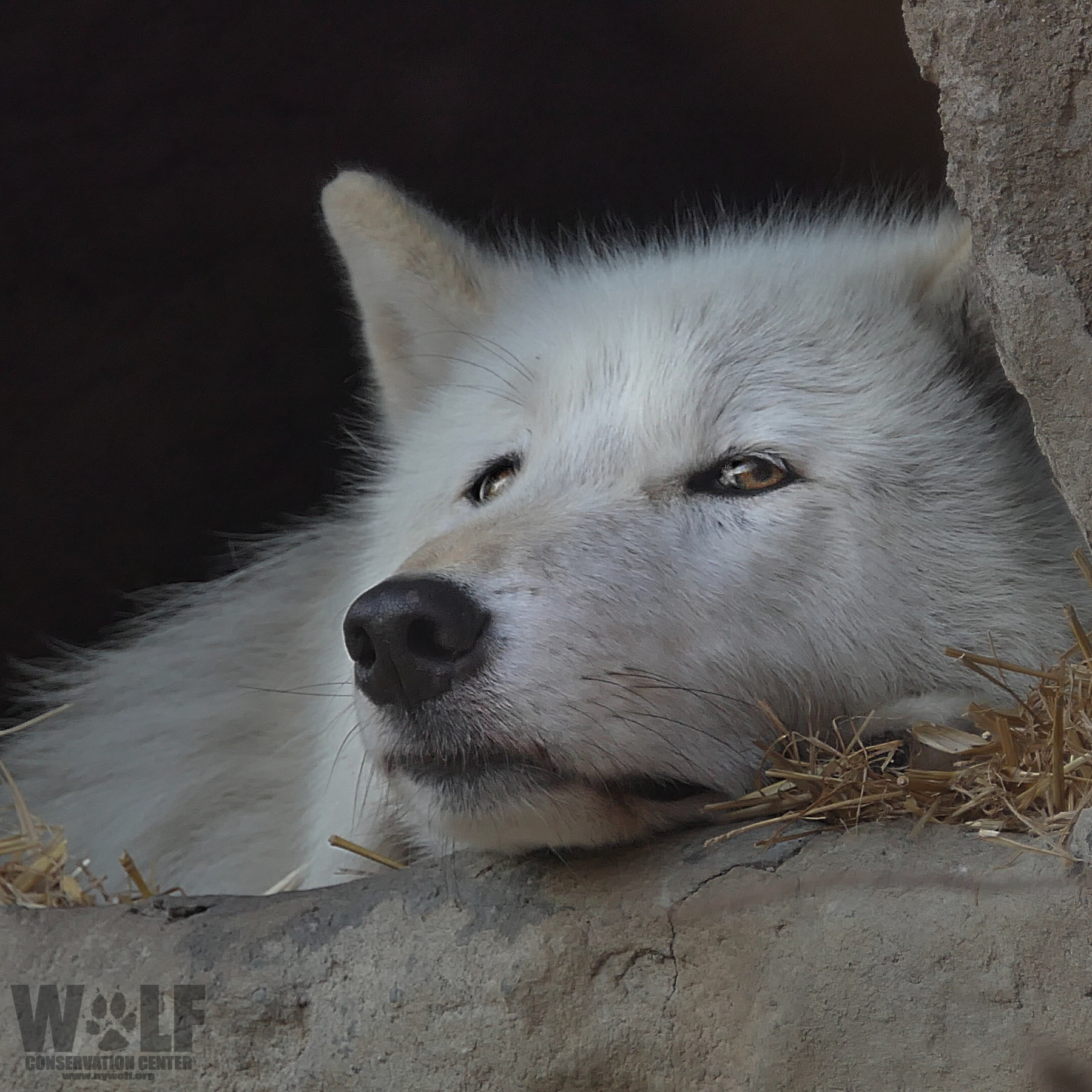 Beautiful White Wolf With Blue Eyes