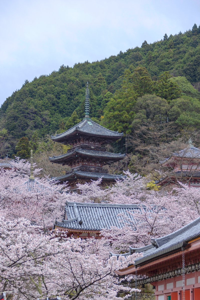 やみぃ on Twitter: "RT @nara_cjr: この春訪れたい！ #奈良の絶景桜🌸 【#壷阪寺】 場所:高市郡 見頃:4月上旬 眼病封じのお寺として信仰を集める壷阪寺。 境内に ...