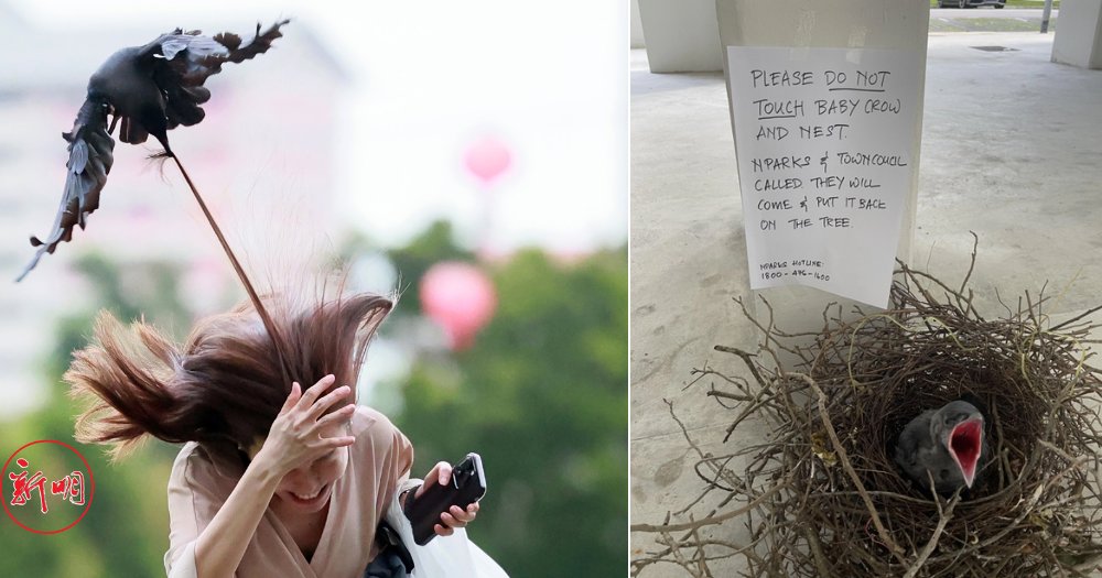 Mothership on Twitter: "Crows attack people in Bishan likely to protect fledglings after tree ...