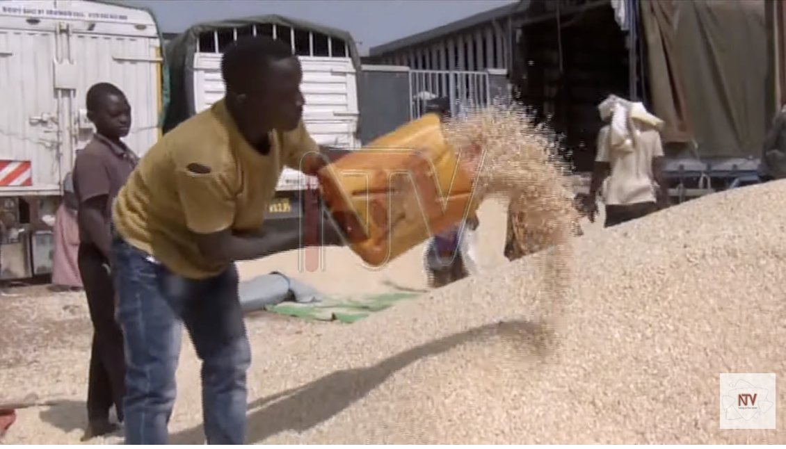 NTV UGANDA on Twitter: "Dry weather causes severe maize shortage in Kenya, Ugandan traders take ...