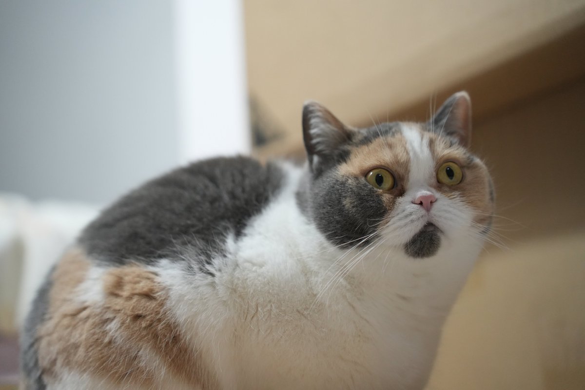同萌社 On Twitter 肥美的猪猪 猫のいる暮らし 猫好きさんと繋がりたい