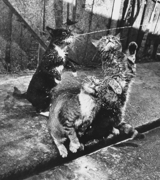 A thread of barn cats 🐈‍⬛ getting blasted in the face with milk 🤗 ...