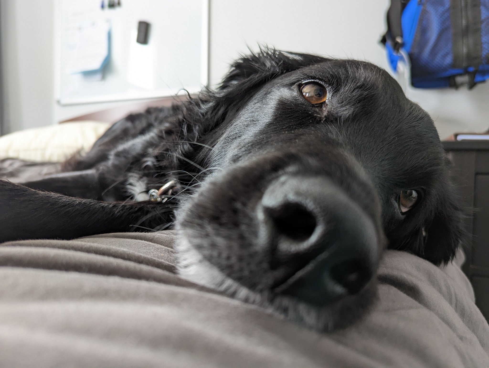 Louie The Lab on Twitter: "Just keeping the bed warm until my hooman gets home from the office ...