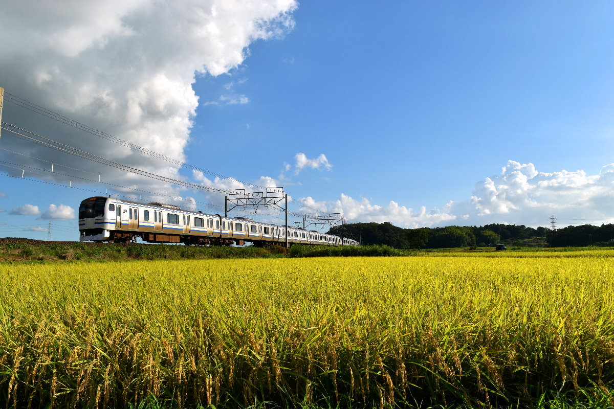 狂乱のｻﾝｼｬｲﾝ233 on Twitter: "E217の日"