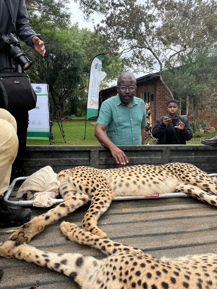 Sidhant Sibal on Twitter: "Twelve cheetahs will later today (Friday) depart from South Africa ...