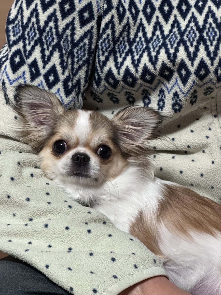 해차 On Twitter 봉숙아 듣지마 귀가 너무 커서 안 듣기 힘들거 같긴 하지만 저 황당한 표정 좀 봐라