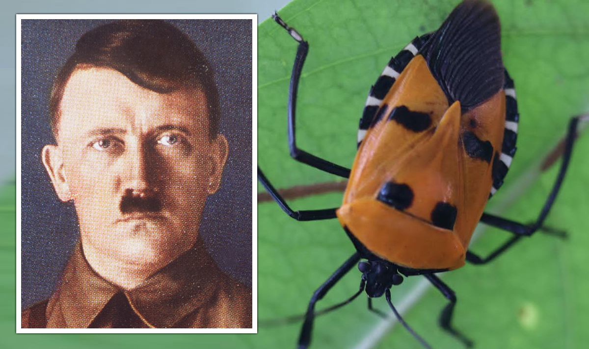 Foul-smelling insect dubbed ‘Hitler Bug’ due to resemblance to the Nazi ...