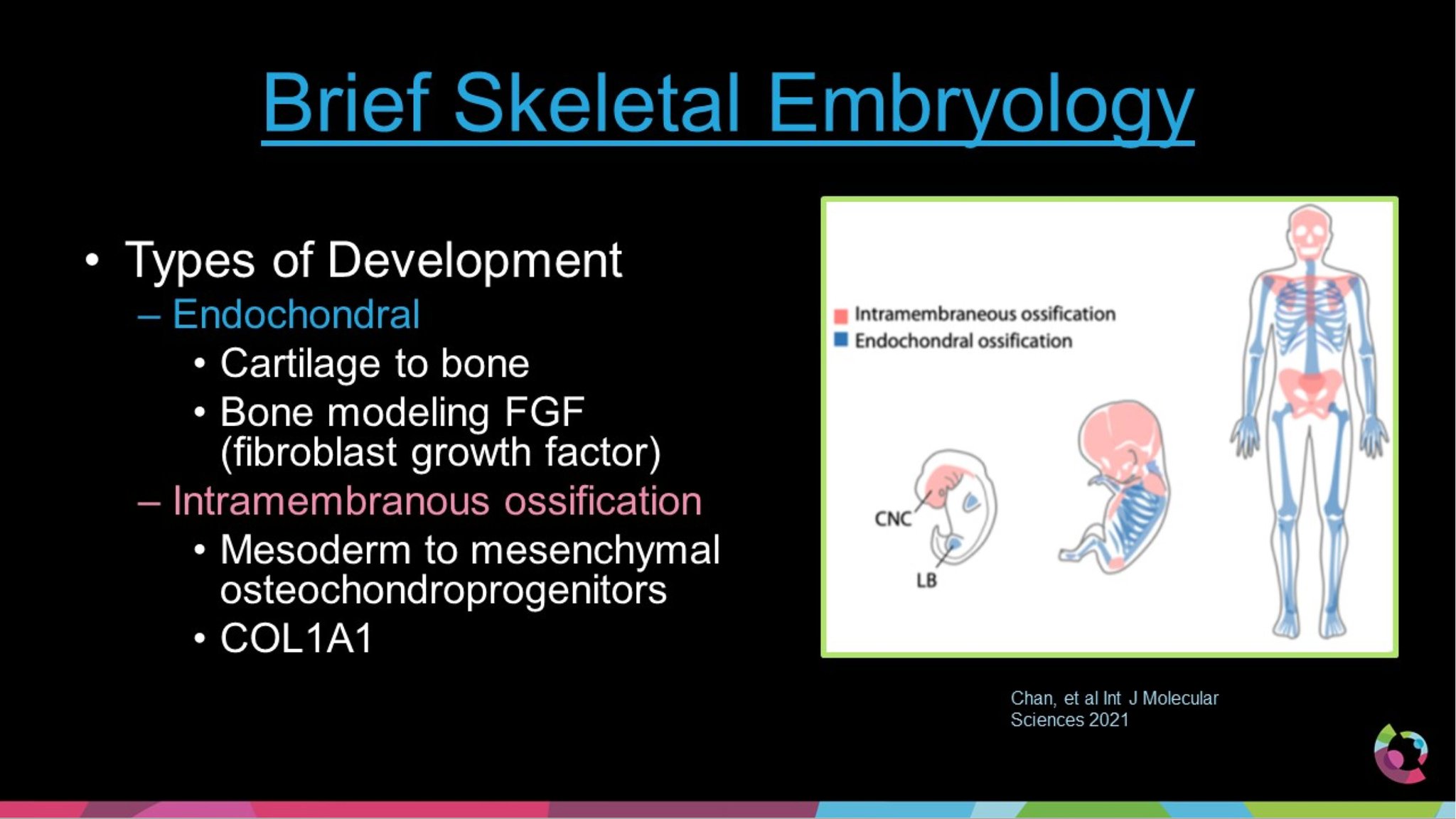 Endochondral Ossification And Intramembranous Ossification
