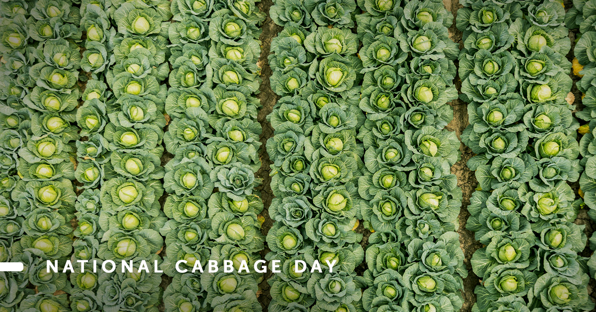 Nutrien Ag Solutions on Twitter: "Over 70,000 acres of cabbage are ...