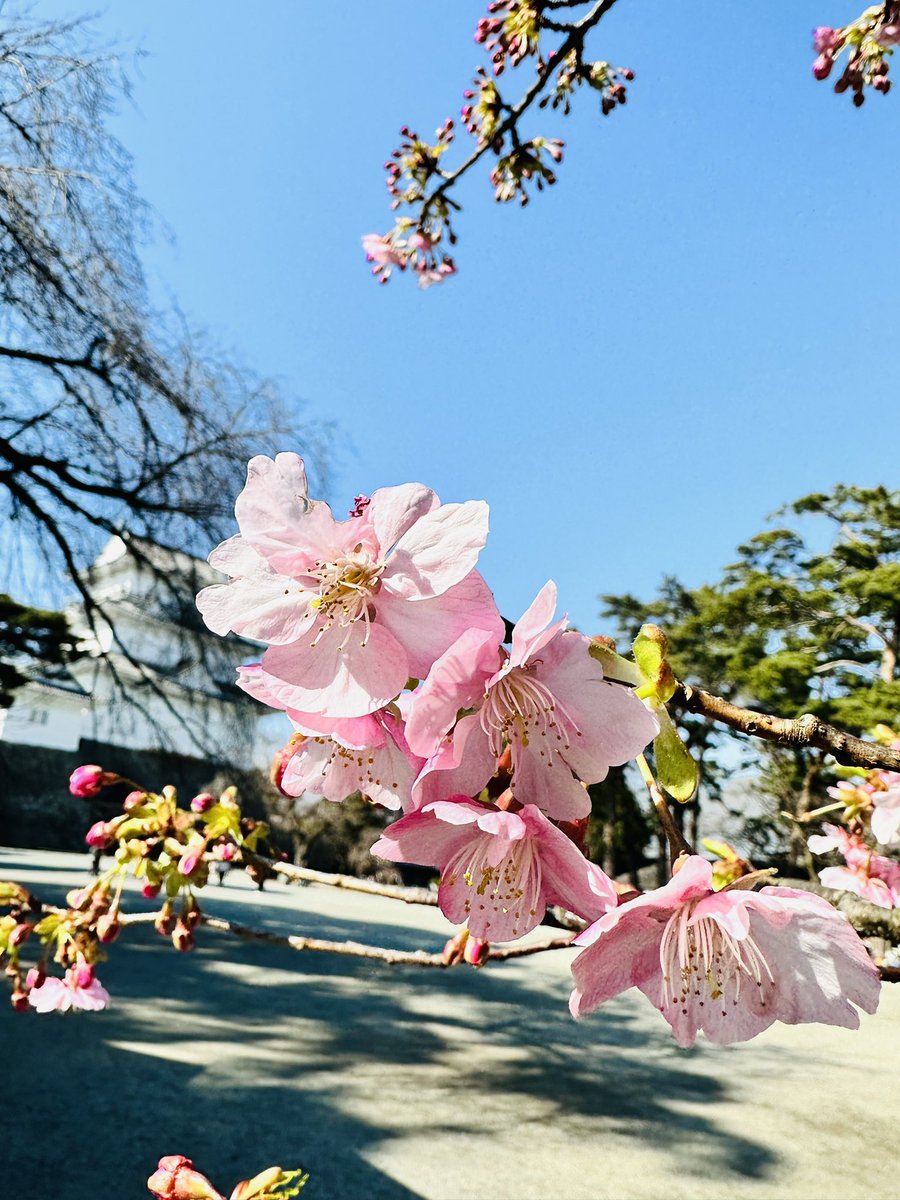 RAYCHELL👠 on Twitter: "おはようございます🌞 小田原梅まつりの写真、置いておきますね！！#小田原 #梅まつり #ちぇるの戯言"