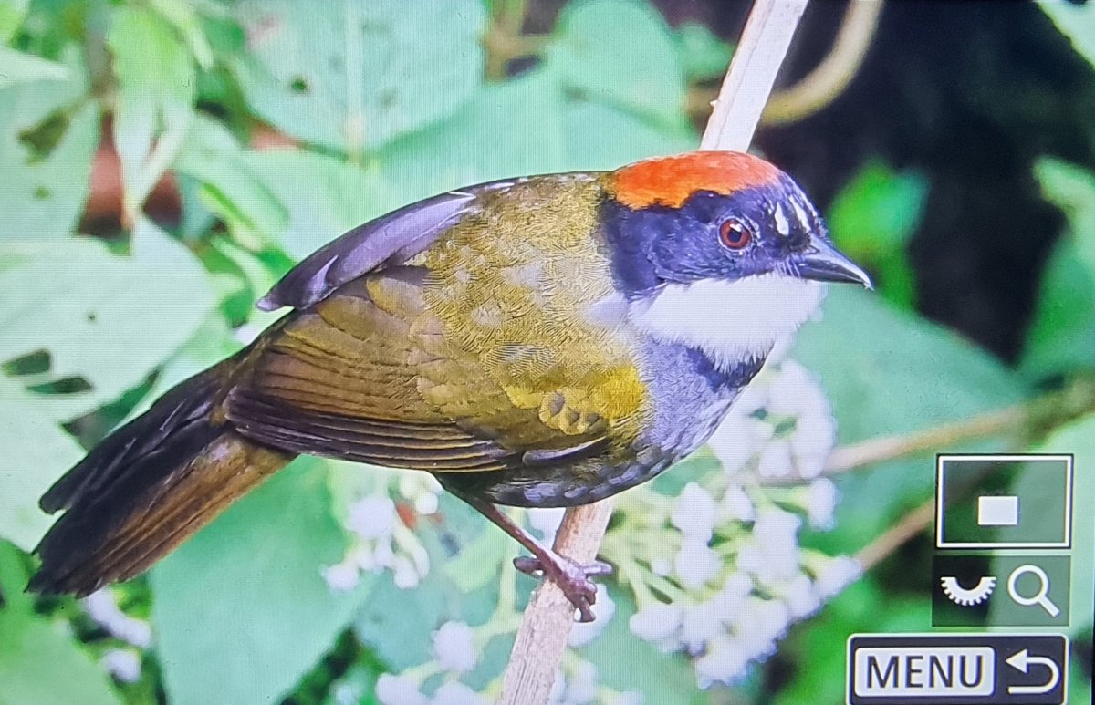 Paul Chapman on Twitter: "A few more bits being Chestnut-capped & White-naped Brushfinches ...
